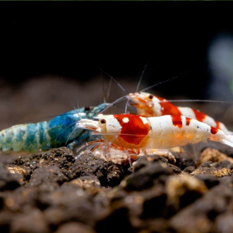 Aquarium Shrimp For Sale | Freshwater Fish Store