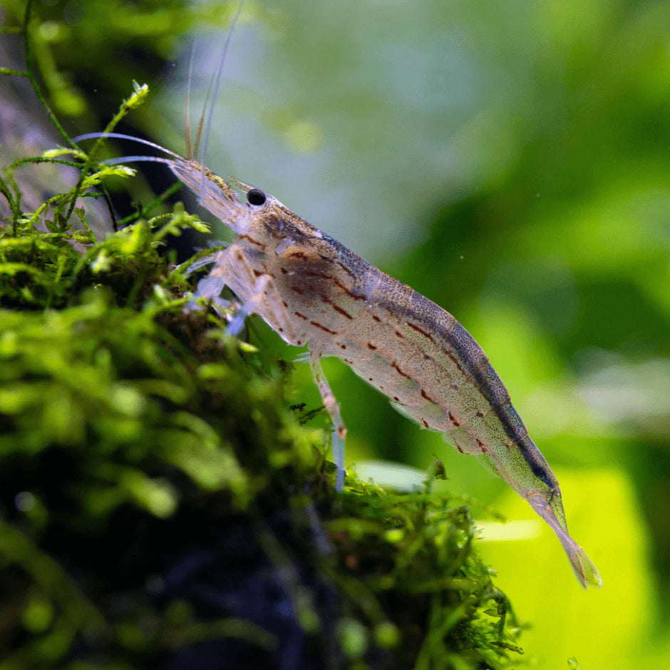 Live Freshwater Shrimps For Sale | Aquarium Shrimp