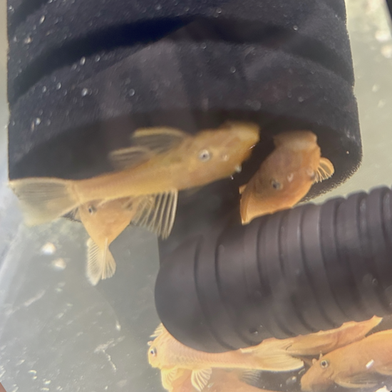 Buy L144a Blue Eye Lemon Bristlenose Pleco (Ancistrus sp.) | Shrimp Up ...