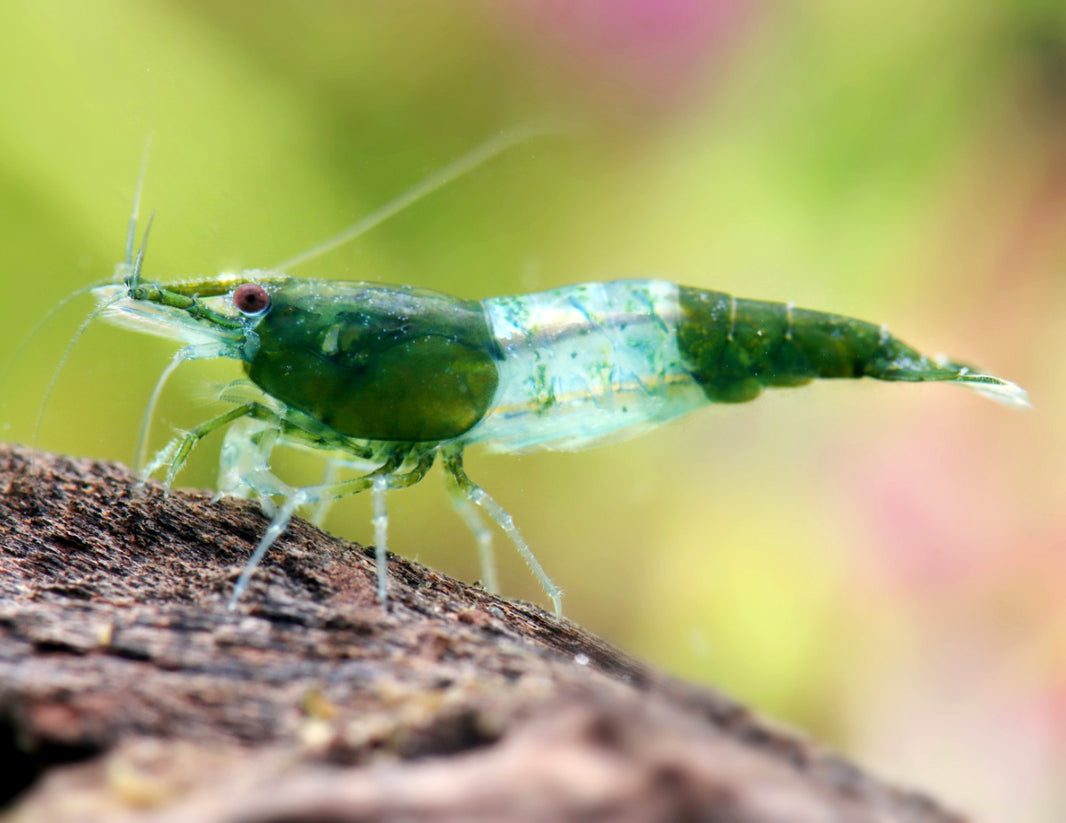 Live Freshwater Shrimps For Sale | Aquarium Shrimp