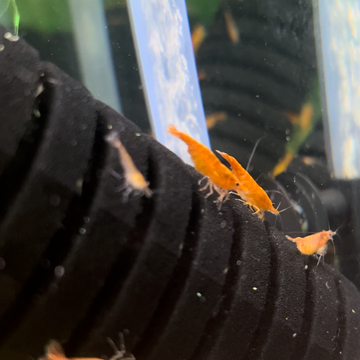 Live Freshwater Shrimps For Sale | Aquarium Shrimp