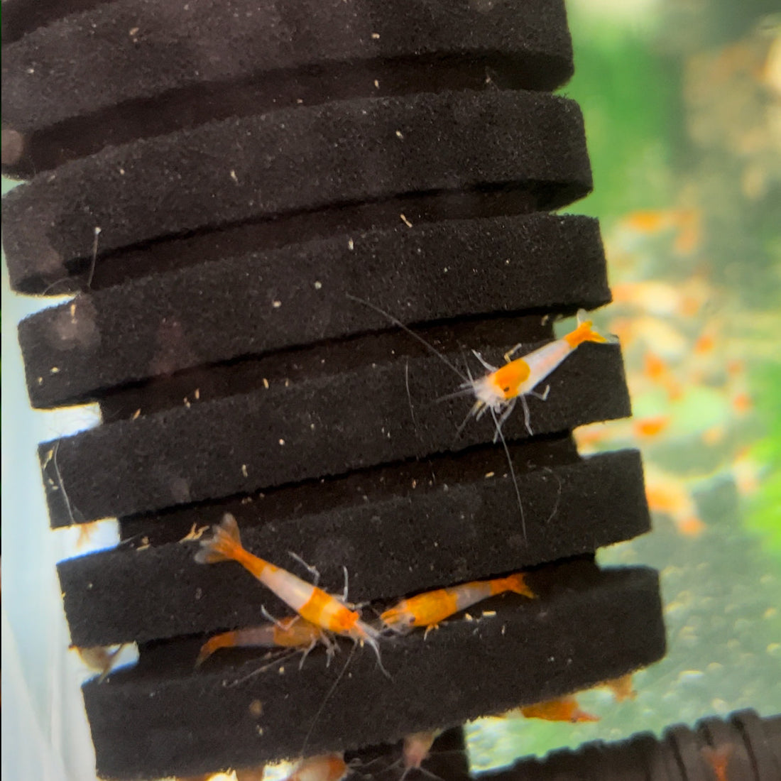 Buy Orange Rili Shrimp (Neocaridina Davidi) | Shrimp Up Aquatics!
