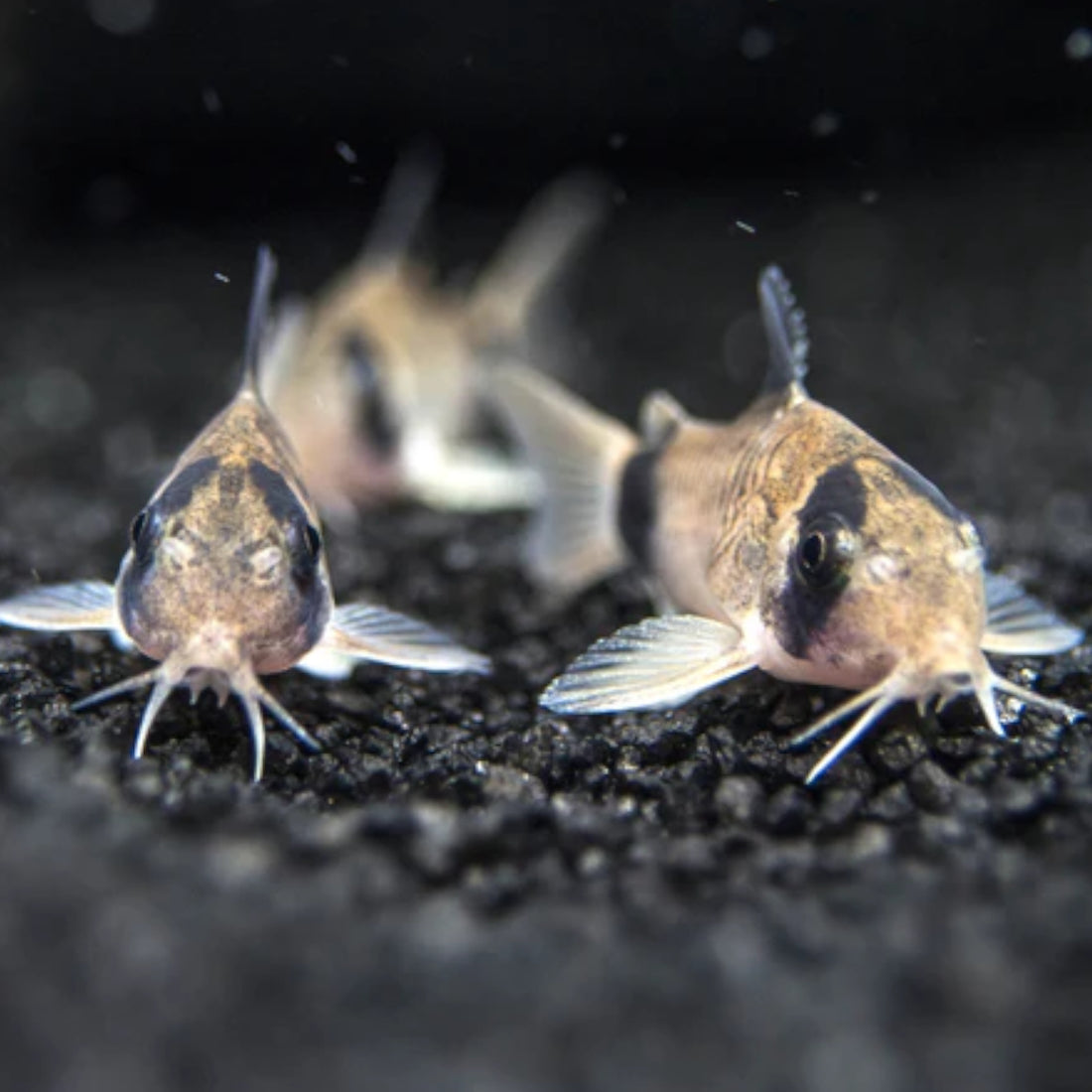 Buy Online Panda Cory | Corydoras Catfish for Sale | Shrimp Up Aquatics!