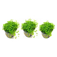 Micranthemum Monte Carlo Live Aquarium Plant Pots | Shrimp Up Aquatics!