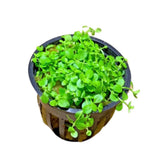 Micranthemum Monte Carlo Live Aquarium Plant Pots | Shrimp Up Aquatics!