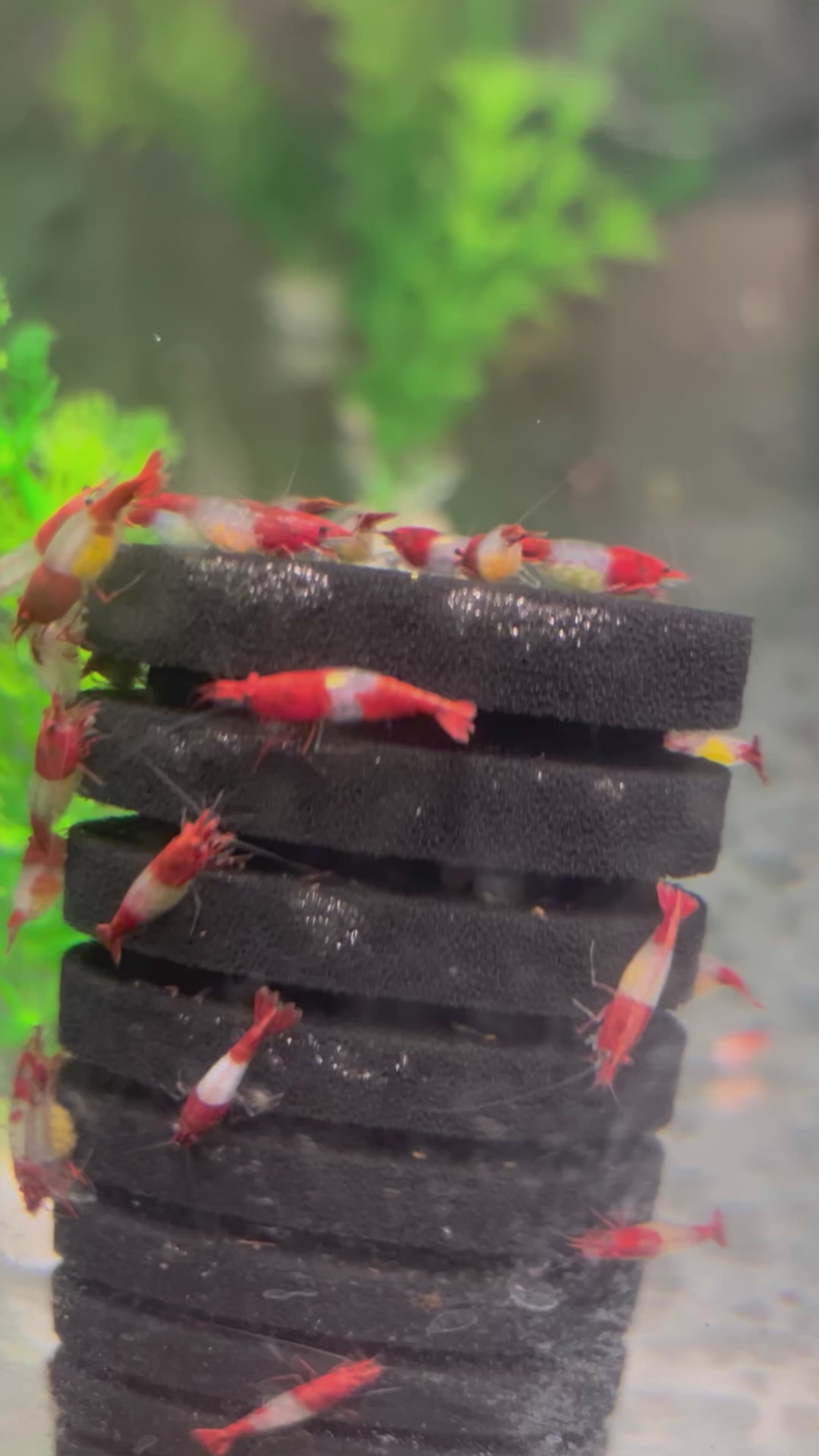 Buy Red Rili Shrimp | Shrimp Up Aquatics!