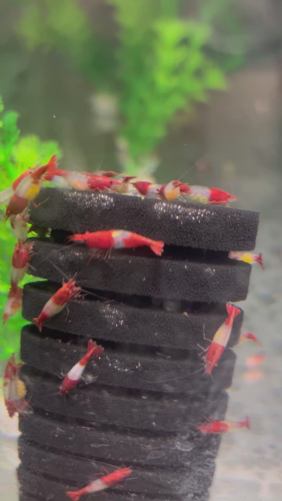Buy Red Rili Shrimp | Shrimp Up Aquatics