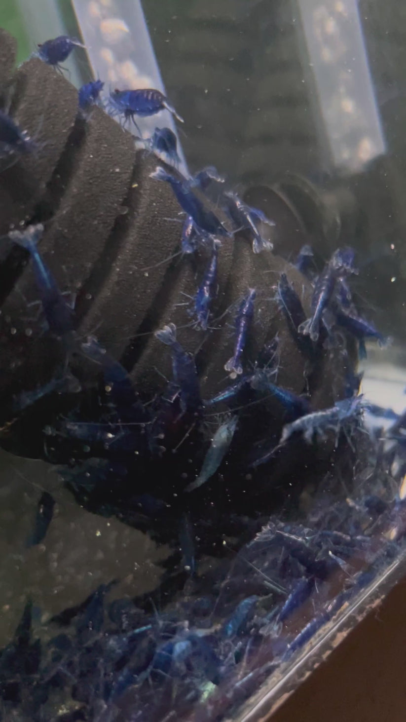 Blue Dream Shrimp for Sale | Neocaridina Blue Dream
